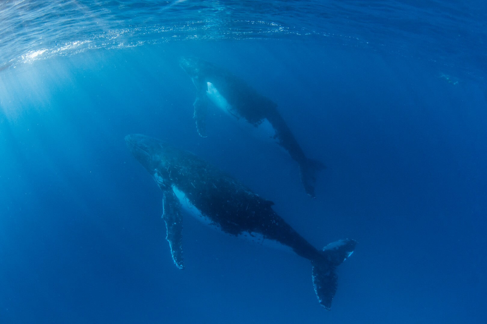 Whale Swim in Sunshine Coast | The Pressure Project